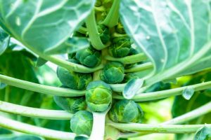 Plantation choux de Bruxelles: semis, récolte et entretien